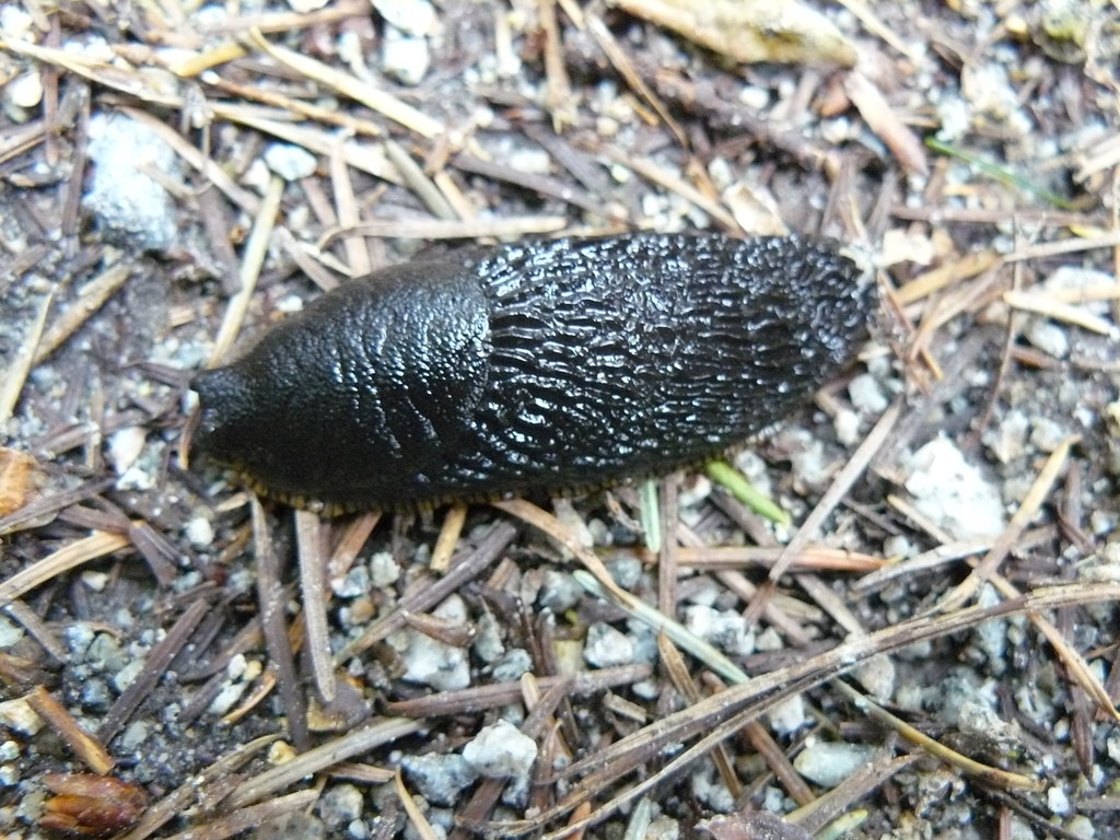 Arion Slugs from Newton, Surrey, BC, Canada on April 22, 2022 at 11:01 ...