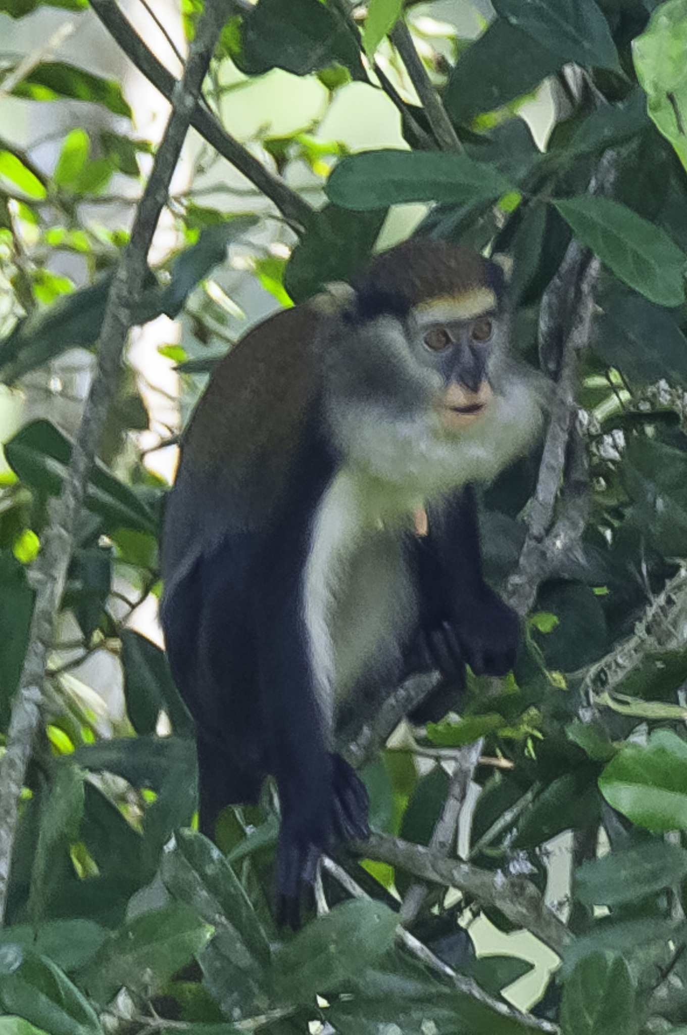 Cercopithecus lowei Thomas, 1923
