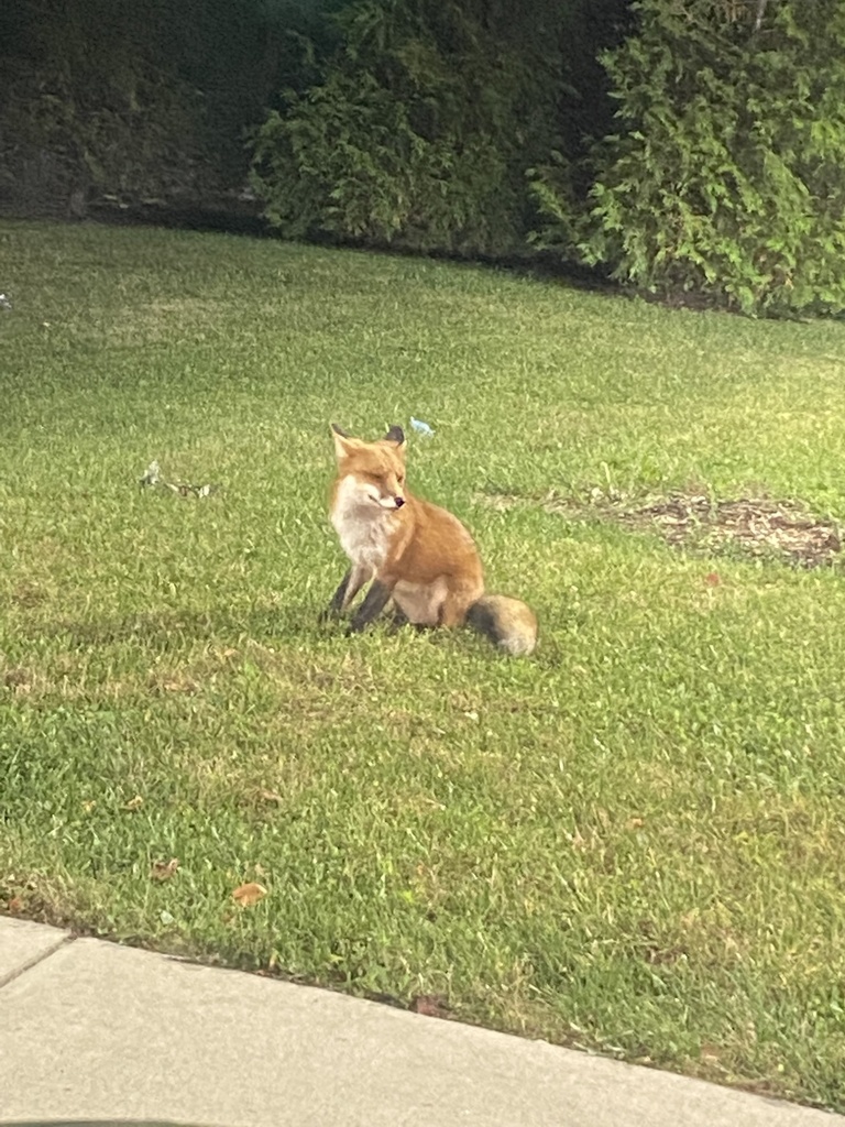 Red Fox from N Point Blvd, Baltimore, MD, US on November 14, 2021 at 10 ...