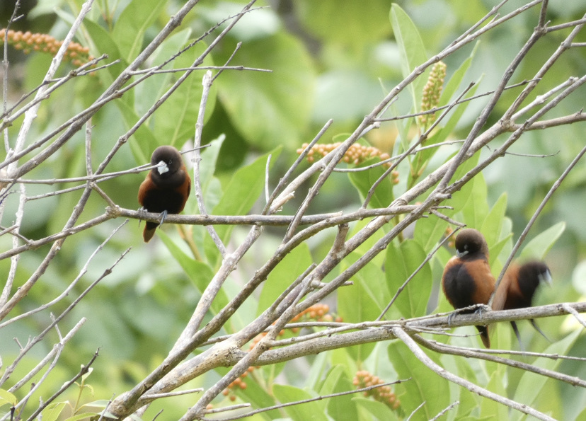 Philippine Chestnut Munia (Lonchura atricapilla jagori) - Avian Discovery