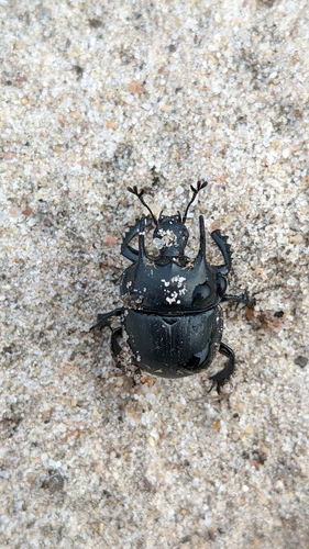 Chelotrupes feryi · iNaturalist