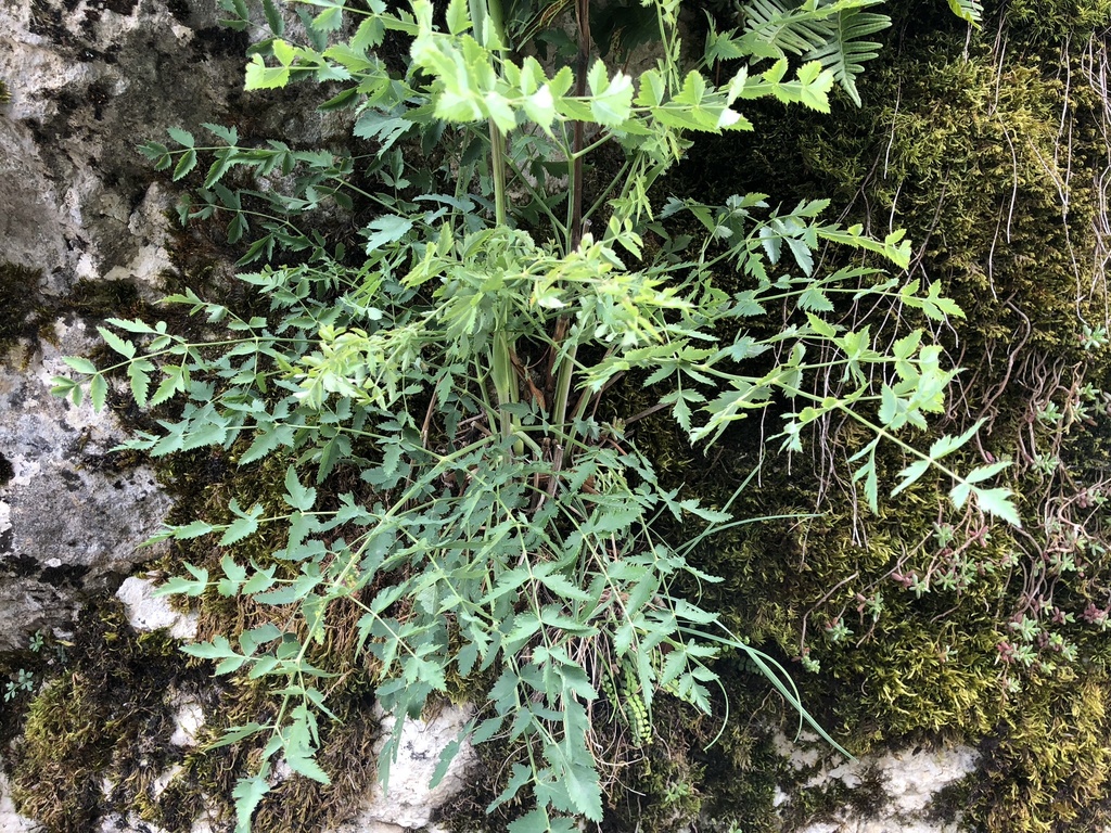 Broad-leaved Spignel (Peucedanum cervaria) - Botanical Realm
