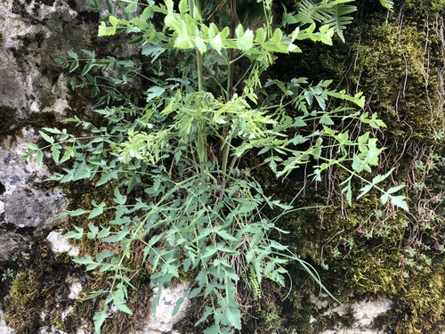 Broad-leaved Spignel (Peucedanum cervaria) · iNaturalist