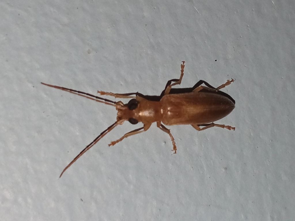 False Blister Beetles from Sundarbans Jungle Camp, Bali Island, West ...