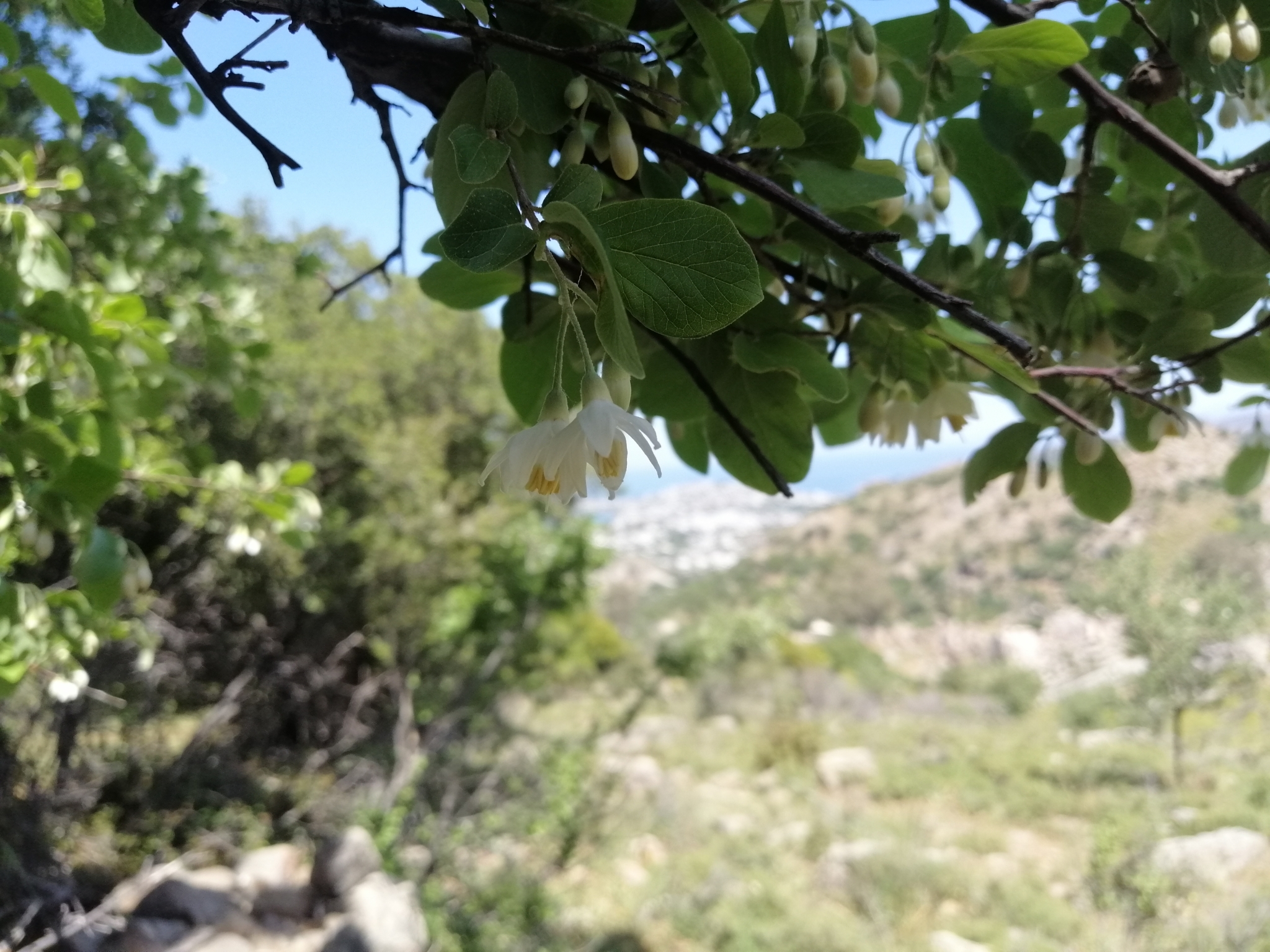 Styrax officinalis L.