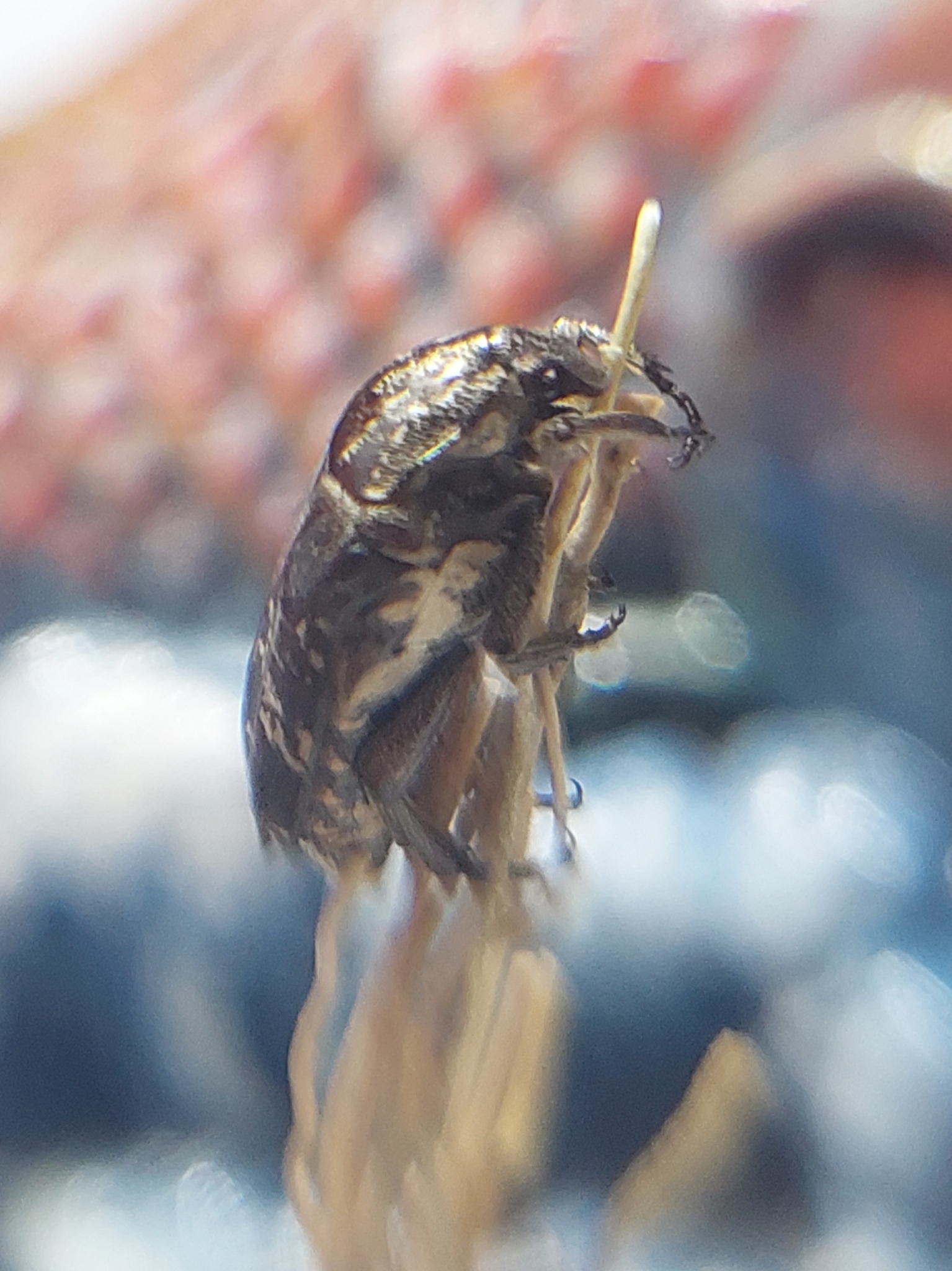 Protaetia acuminata (Fabricius, 1775)