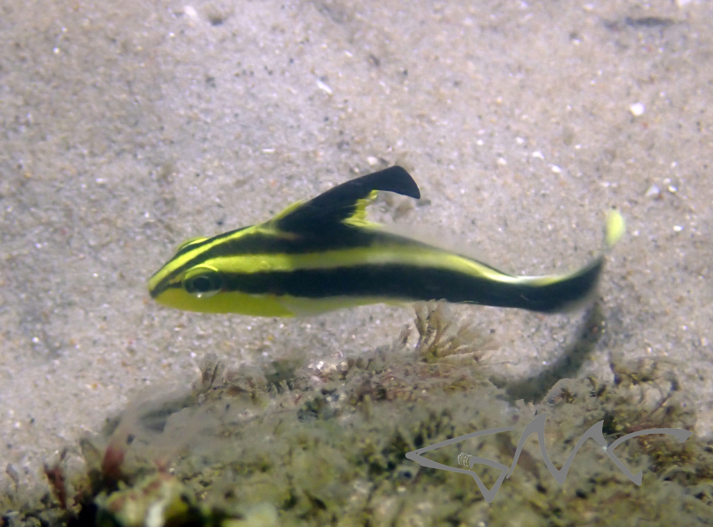 Grunts (Haemulidae) - Marine Life Identification