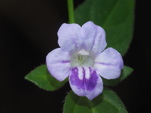 Creeping Ruellia (Ruellia repens) · iNaturalist United Kingdom