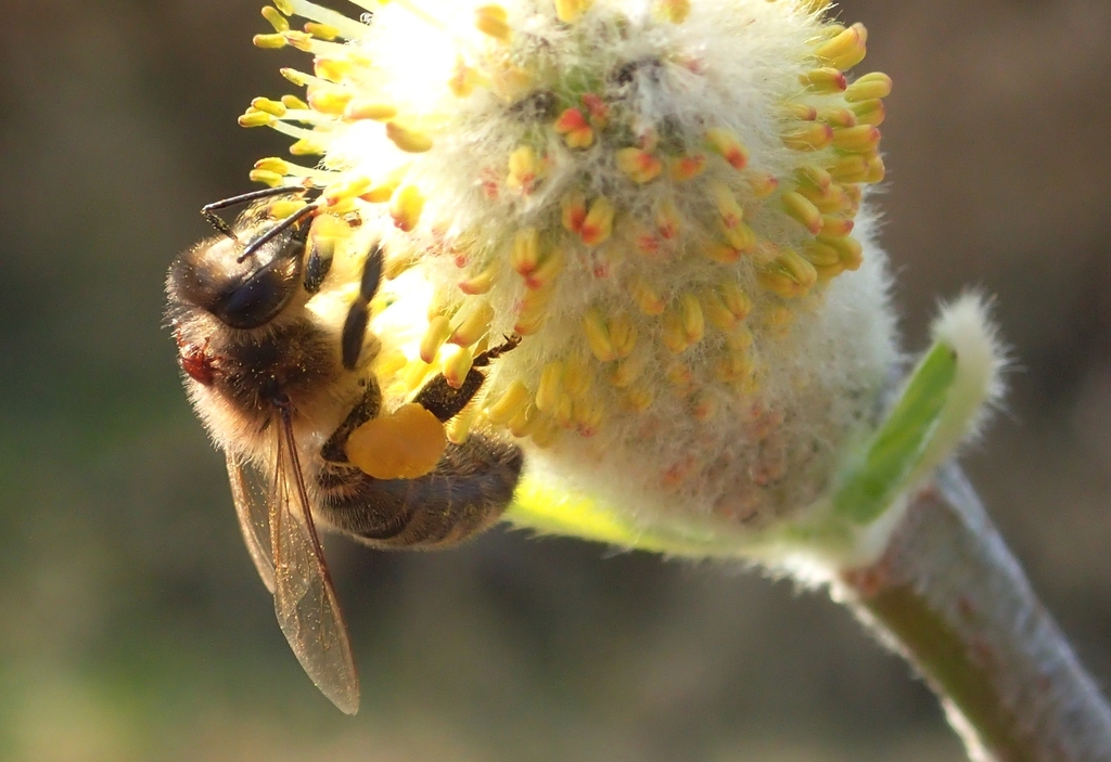 Bee-louse from Orkney, UK on March 28, 2022 at 10:52 AM by ðejay ...