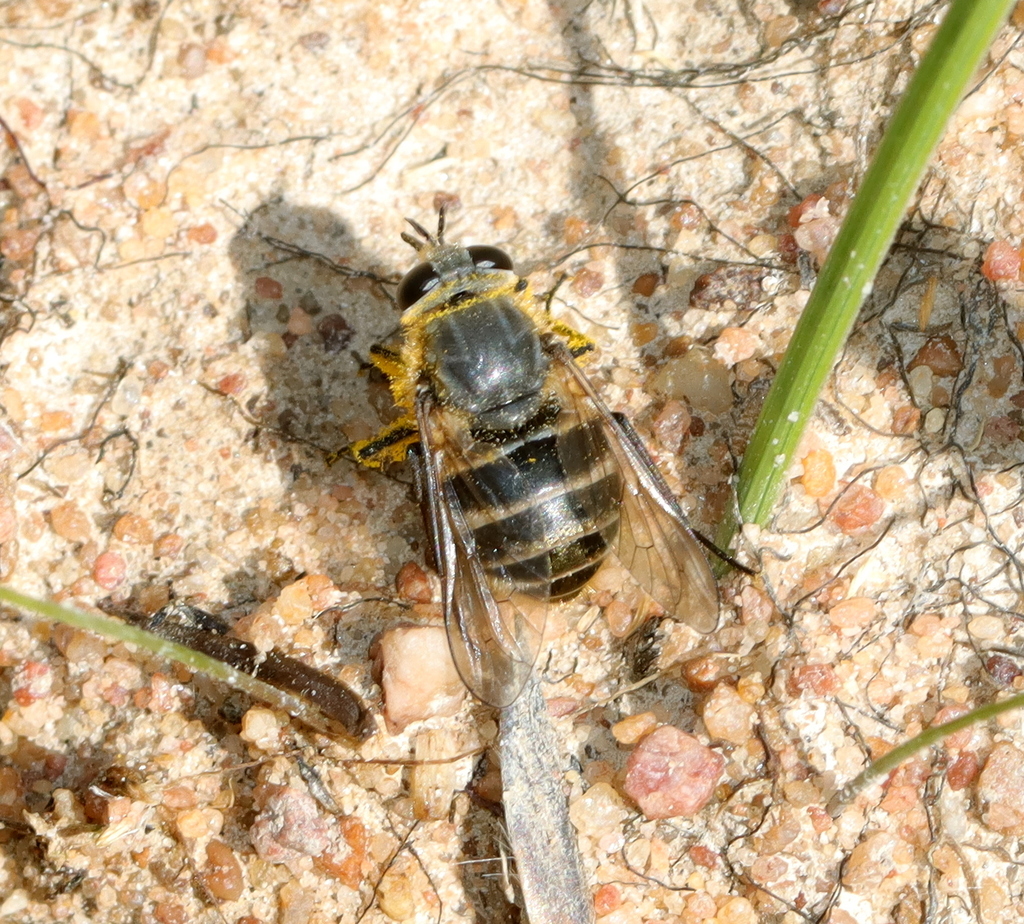 Philoliche atricornis from Eiland, West Coast DC, South Africa on ...