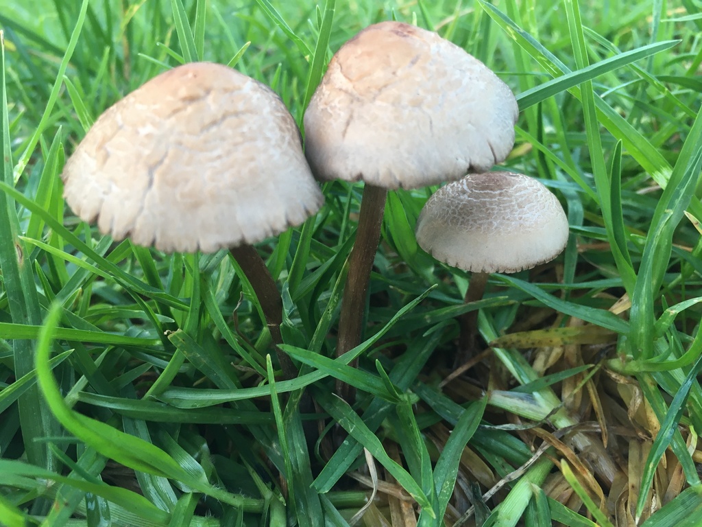 Banded Mottlegill from Auckland, New Zealand on April 25, 2022 at 05:27 ...