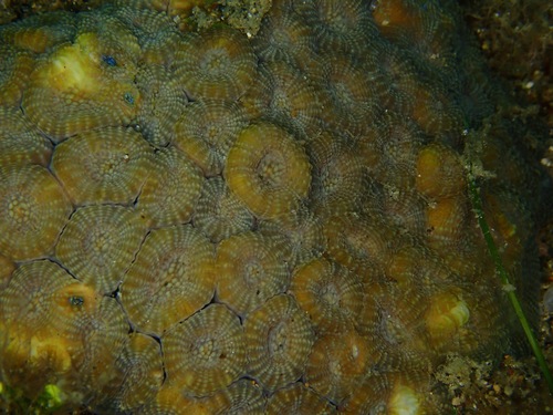 Dipsastraea faviaformis · iNaturalist