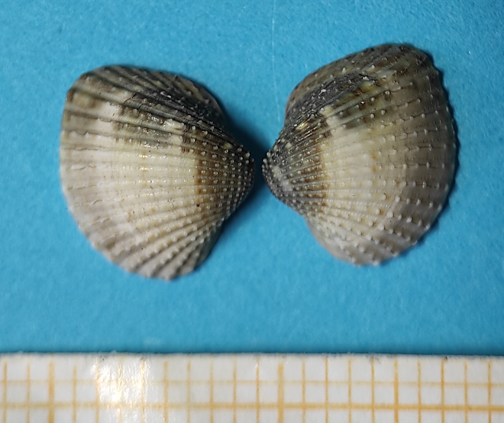 Parvicardium exiguum (Gmelin, 1791)