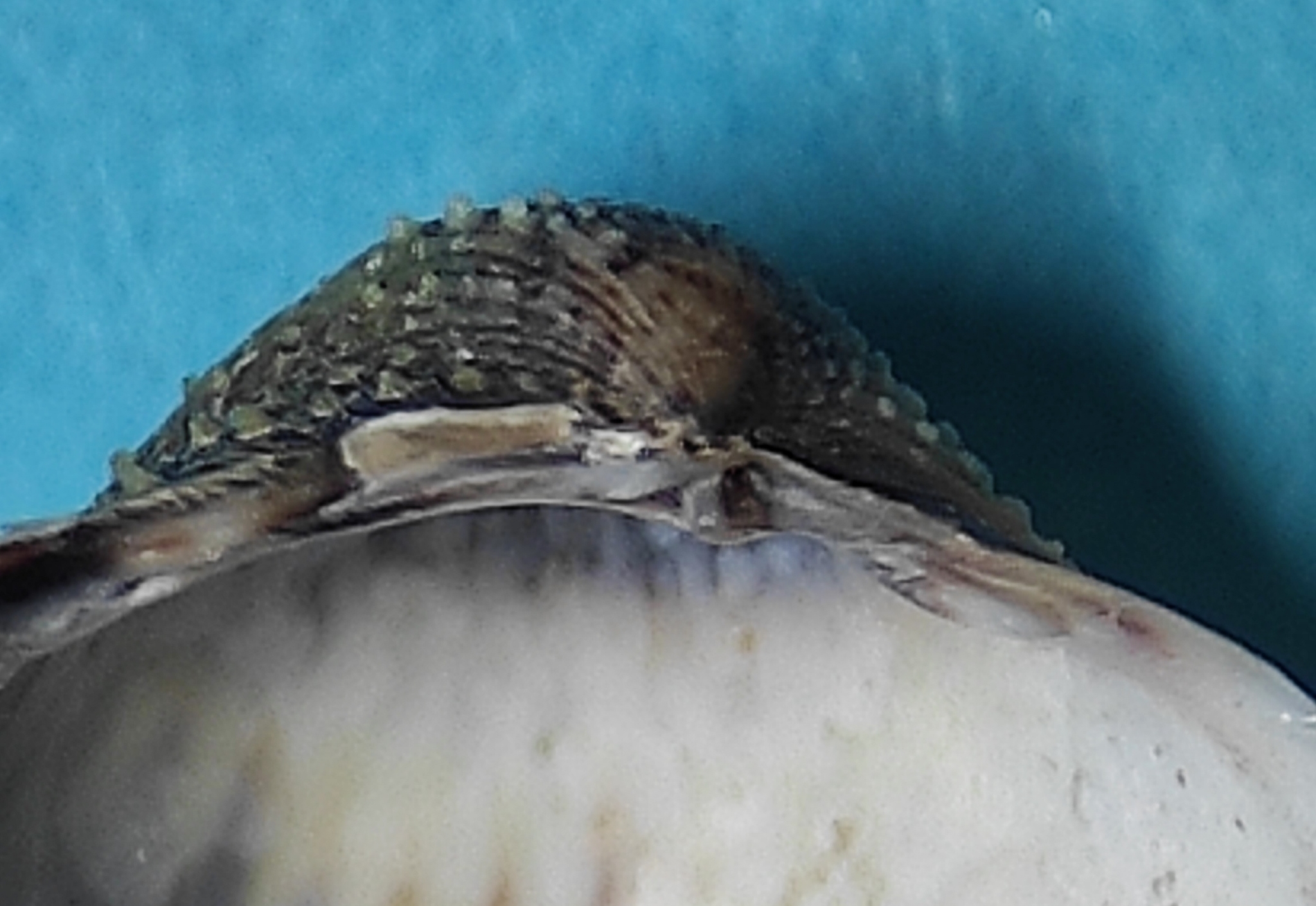 Parvicardium exiguum (Gmelin, 1791)