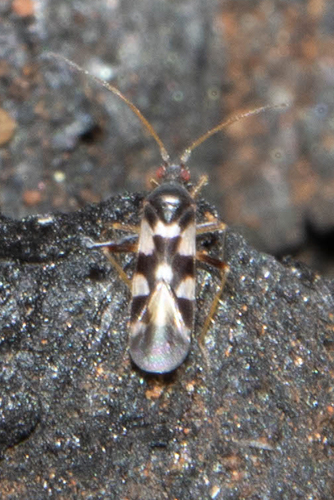 Hallodapus transvaalensis · iNaturalist