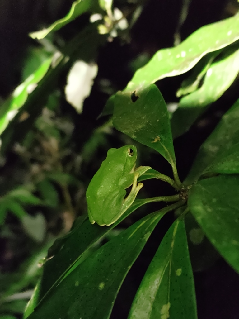 Taipei Green Tree Frog in April 2022 by Yun-Chen Hsieh · iNaturalist