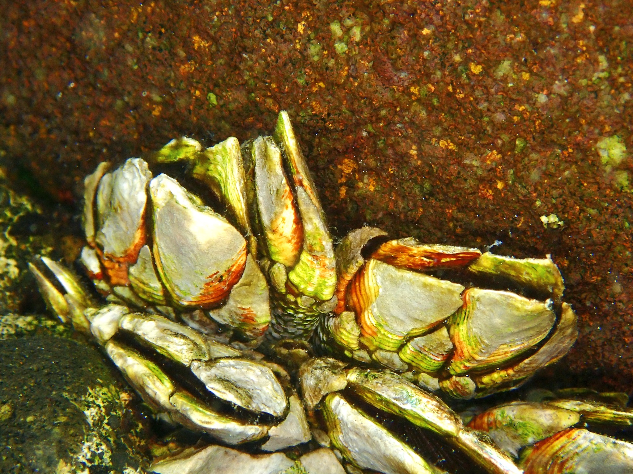 Capitulum mitella (Linnaeus, 1758)