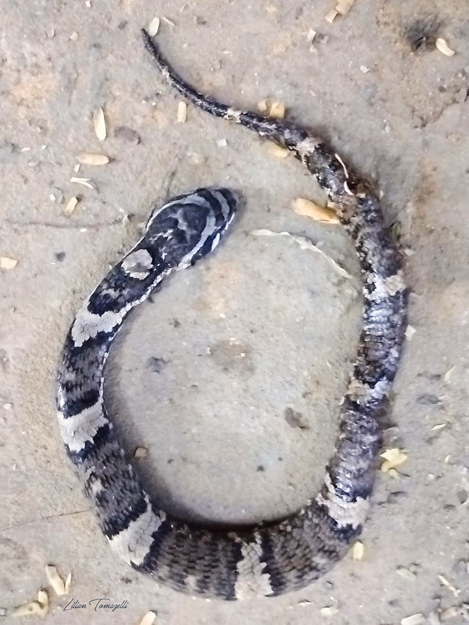 Xenodon severus (Linnaeus, 1758)