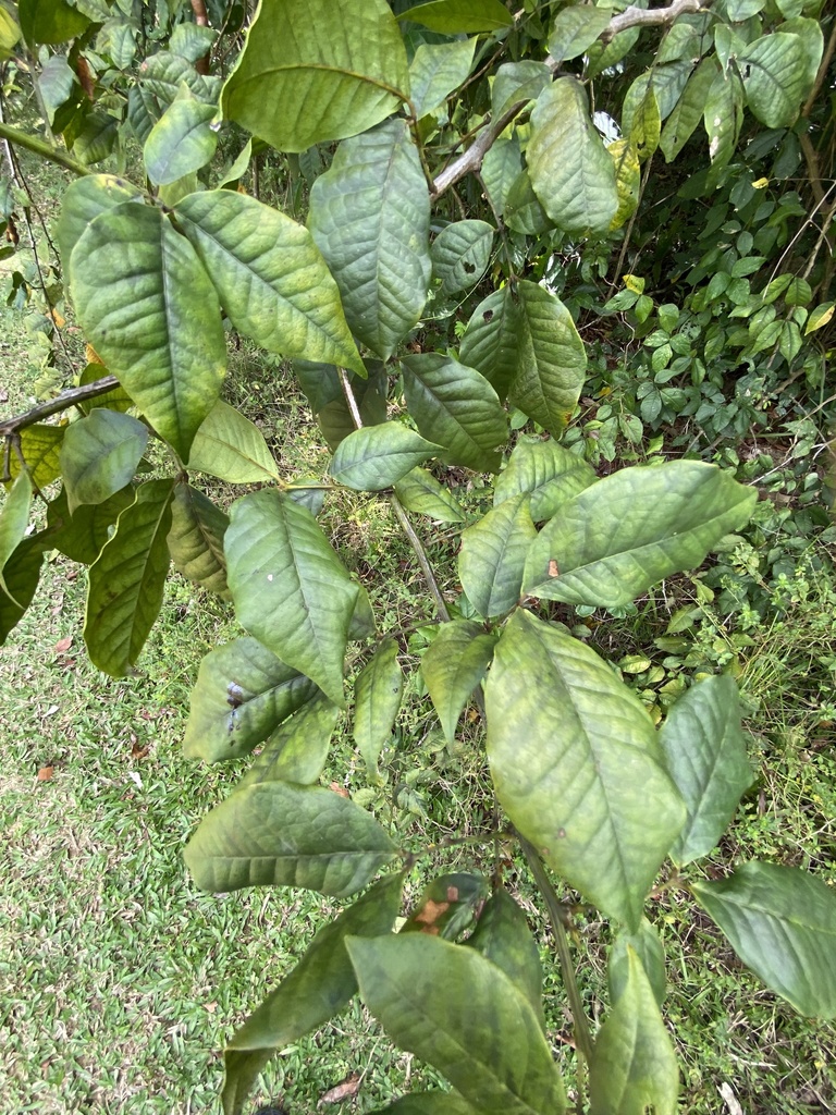 Senna nitida from Luquillo, PR on April 24, 2022 at 09:55 AM by Roberto ...