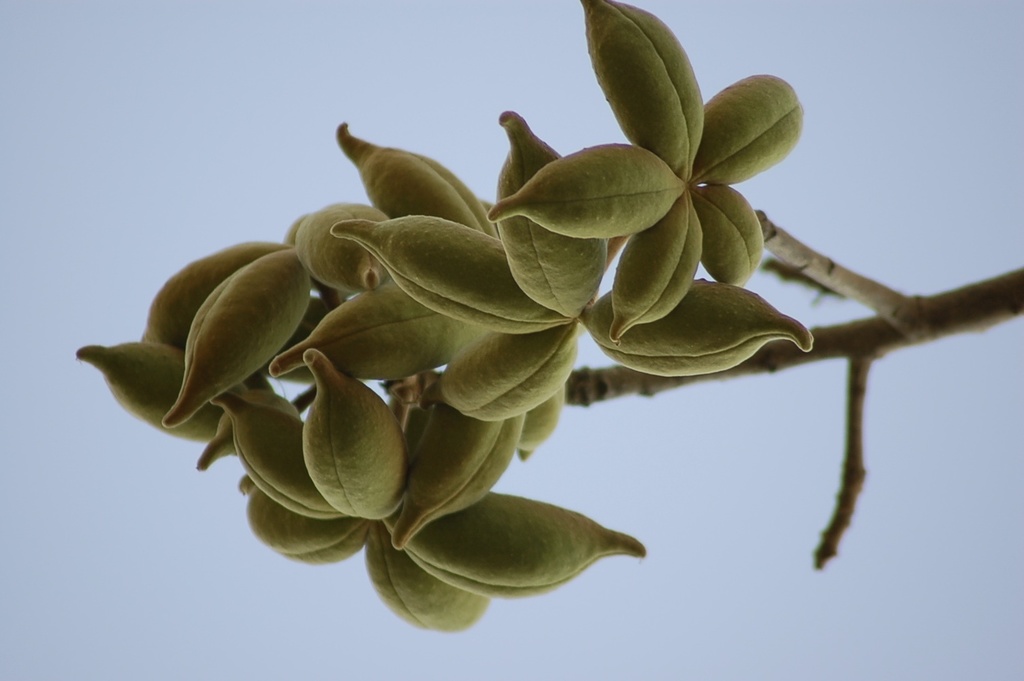 African Star-Chestnut (Sterculia africana) - Botanical Realm
