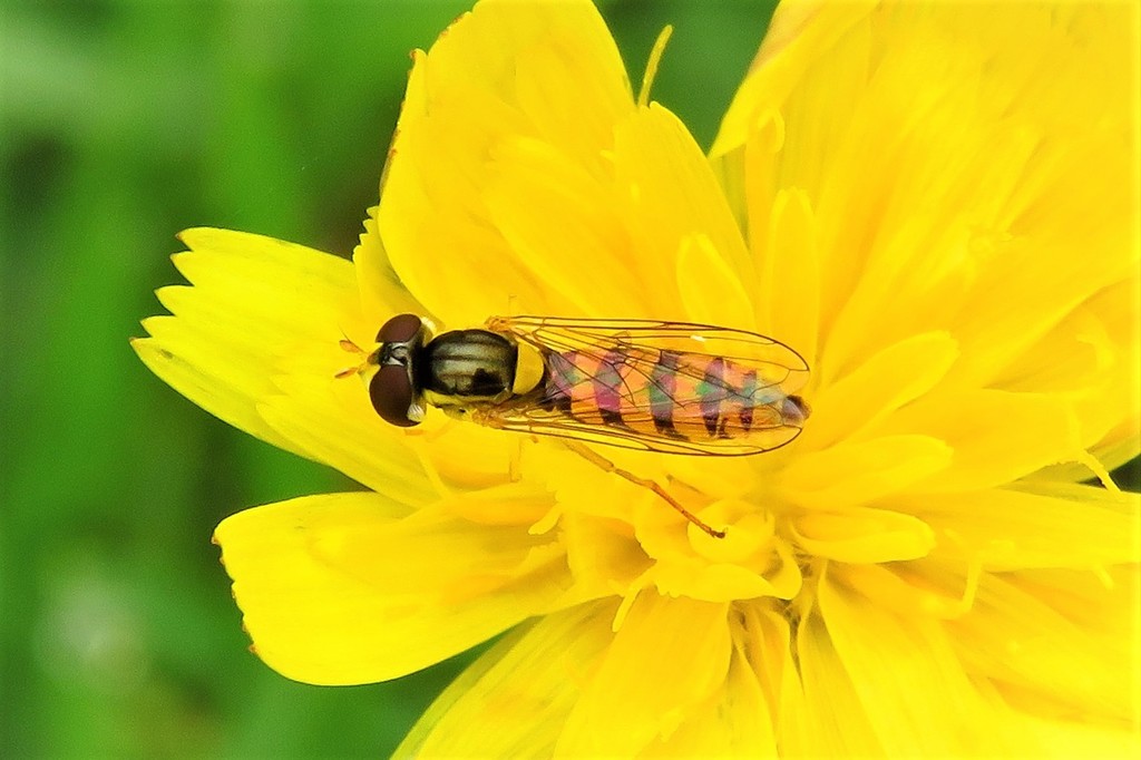 Sphaerophoria macrogaster from Wallaga Lake NSW 2546, Australia on ...