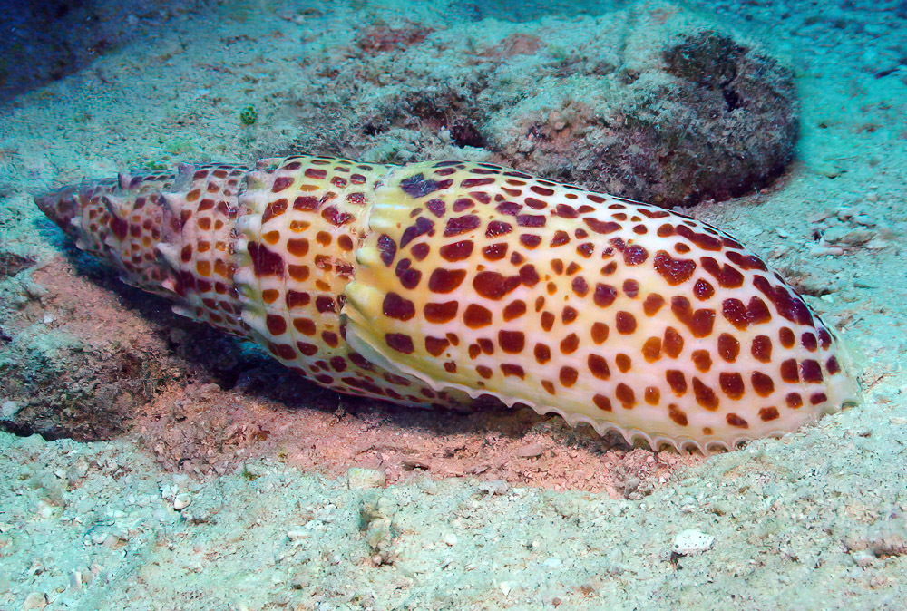 Mitra papalis (Linnaeus, 1758)