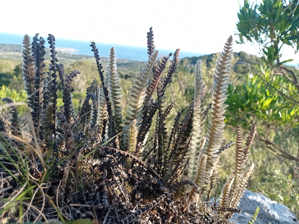 Pleopeltis lepidopteris from Piriapolis, Departamento de Maldonado ...