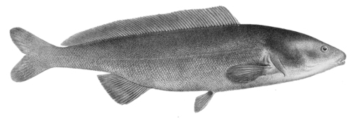 Mormyrus hasselquistii · iNaturalist