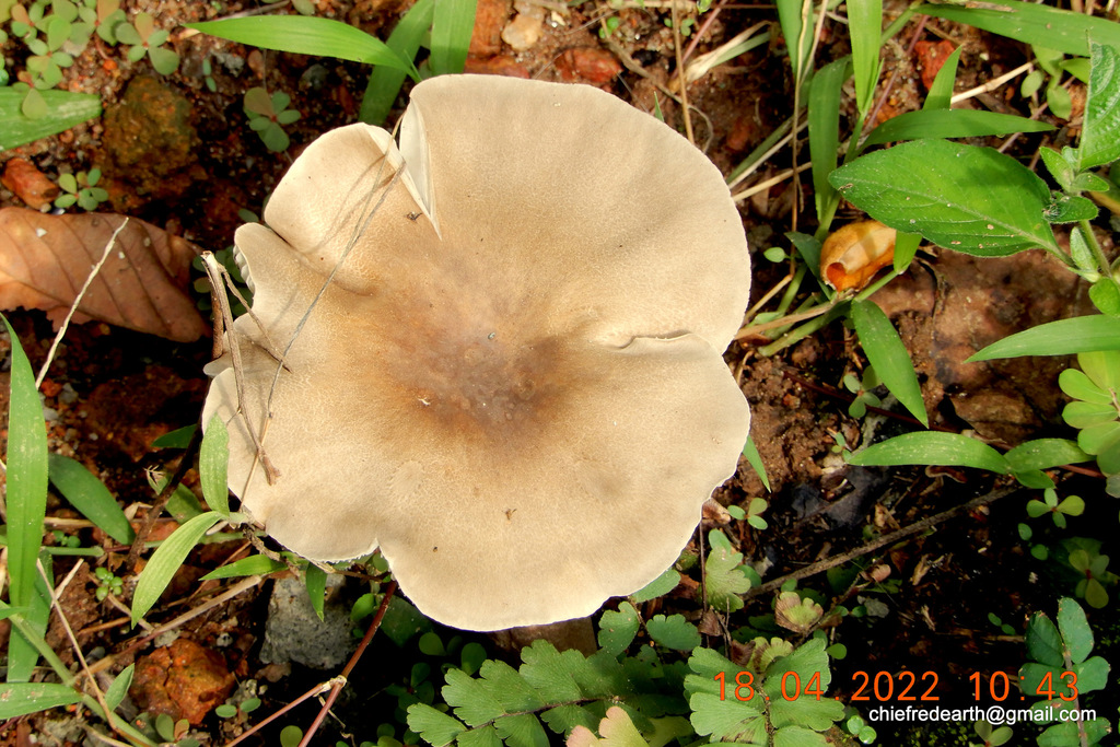 Cantharocybe virosa from Vazhayila, Thiruvananthapuram, Kerala, India ...
