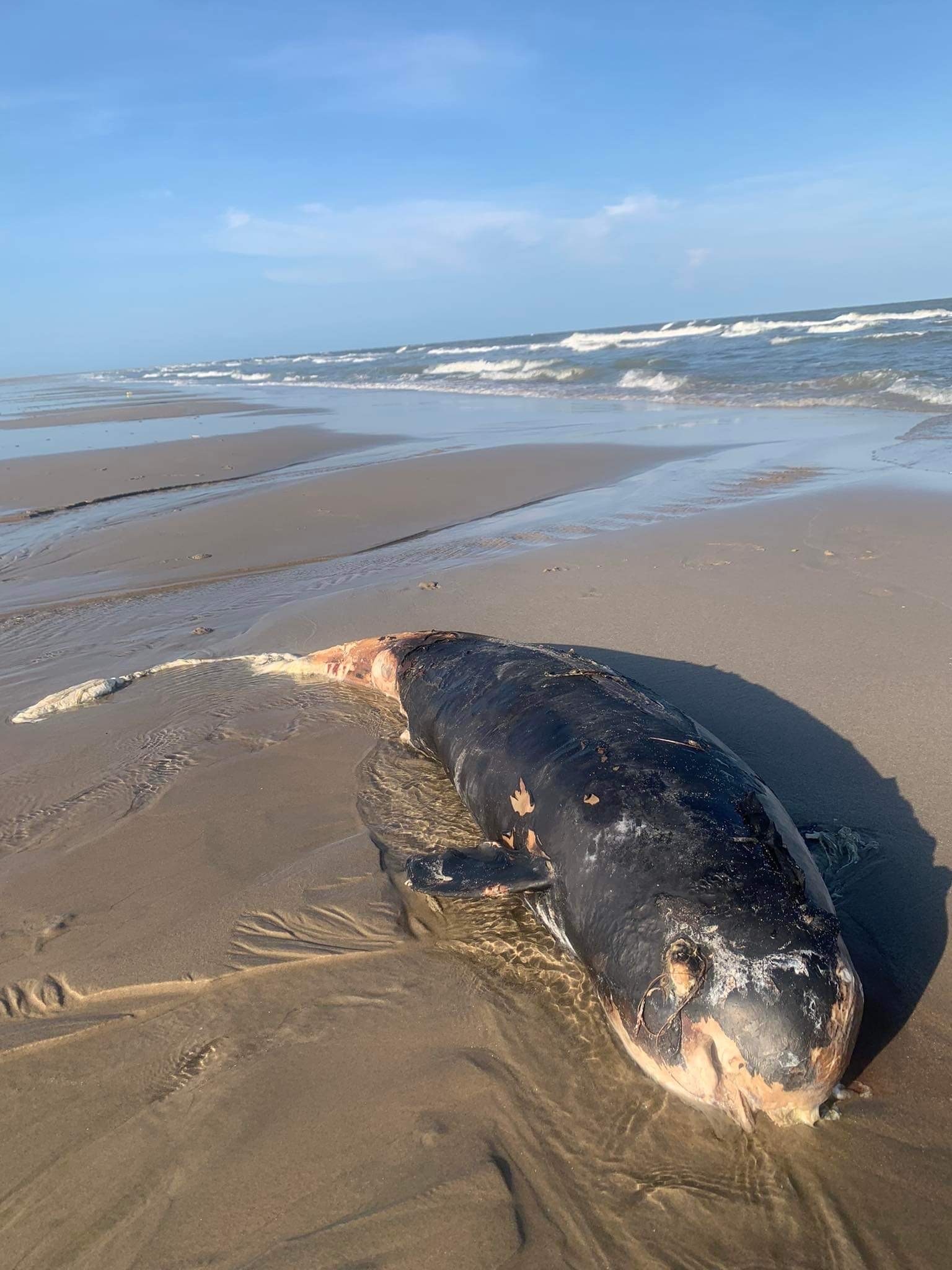Neophocaena phocaenoides (G.Cuvier, 1829)
