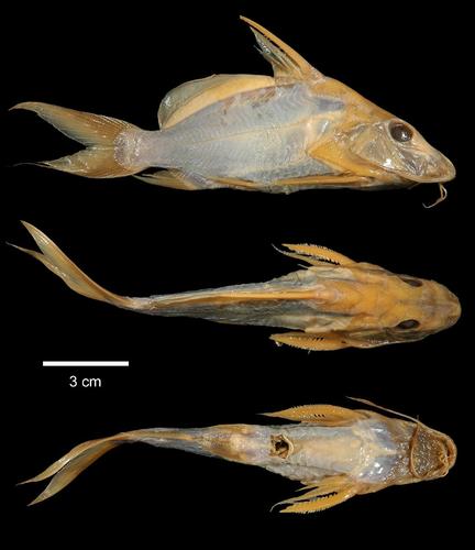 moustache catfish (Synodontis membranaceus) · iNaturalist