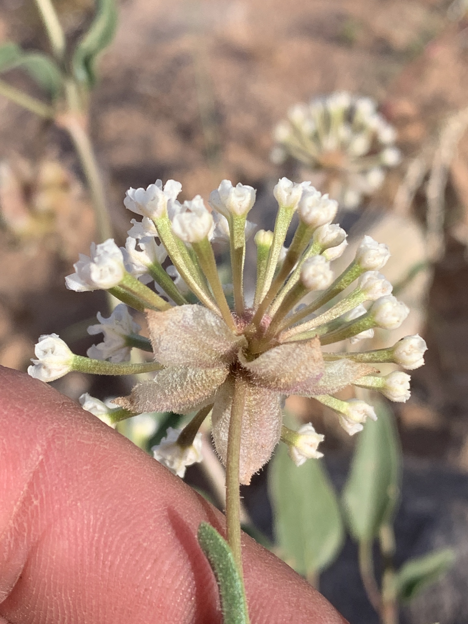 Abronia elliptica A.Nelson