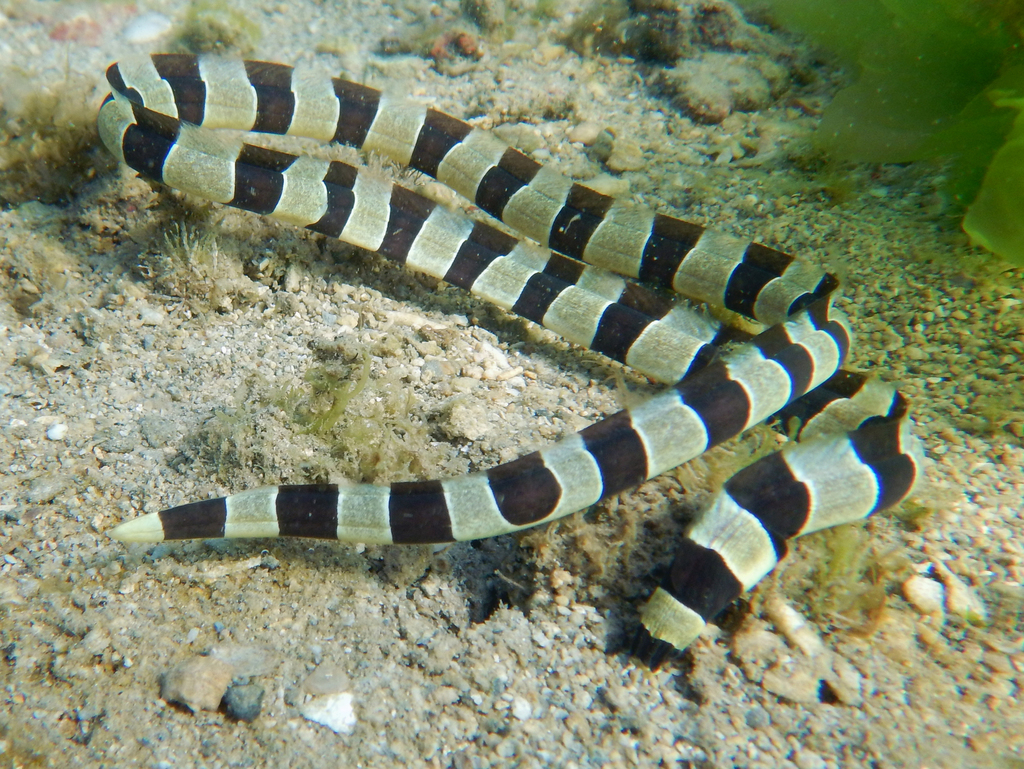 Snake Eels (Ophichthidae) - Marine Life Identification