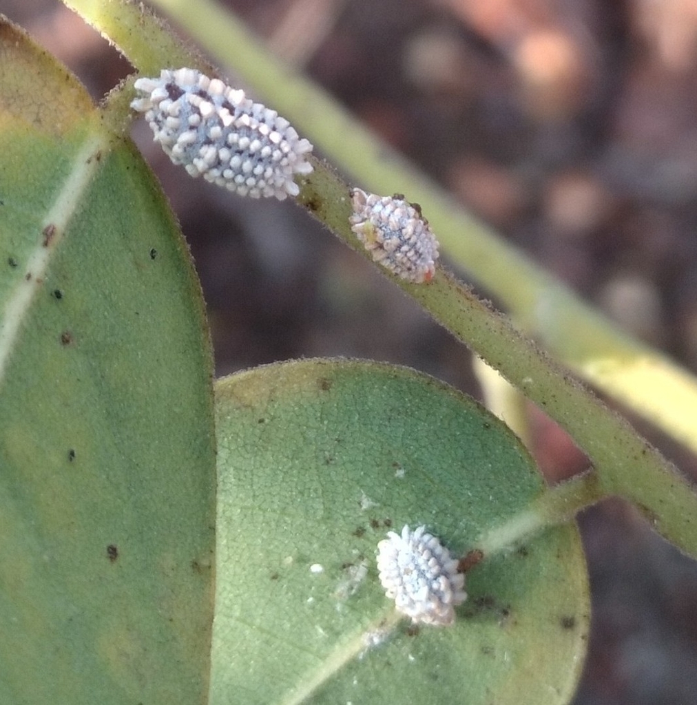 Giant Scale Insects from 70902 Oax., México on April 9, 2022 at 09:41 ...