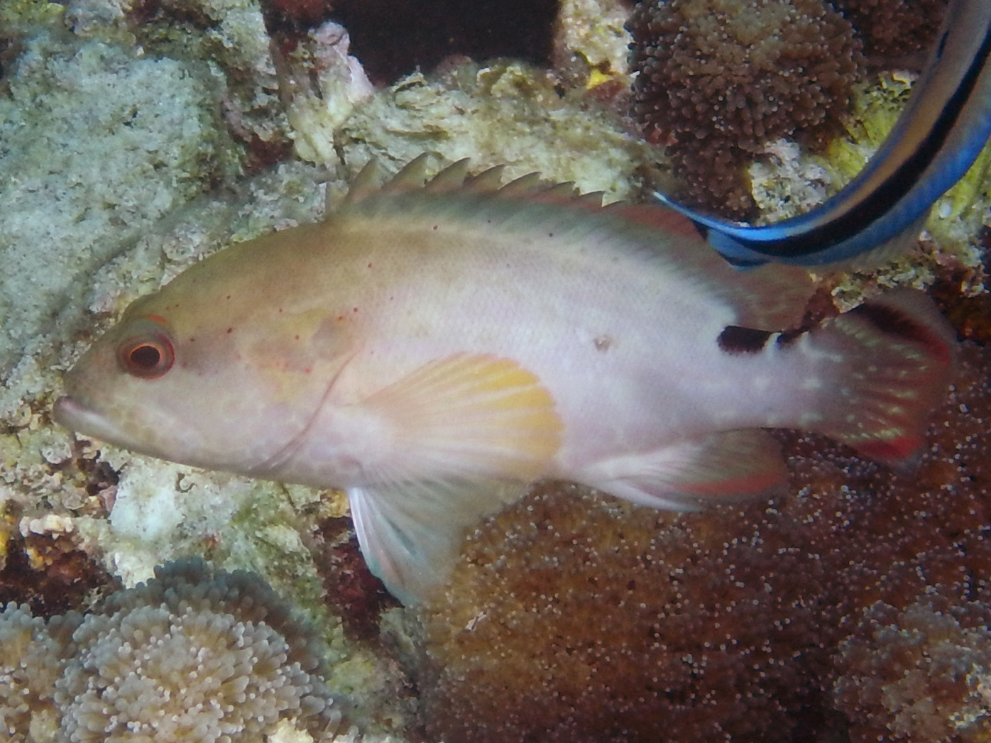 Cephalopholis leopardus (Lacepède, 1801)