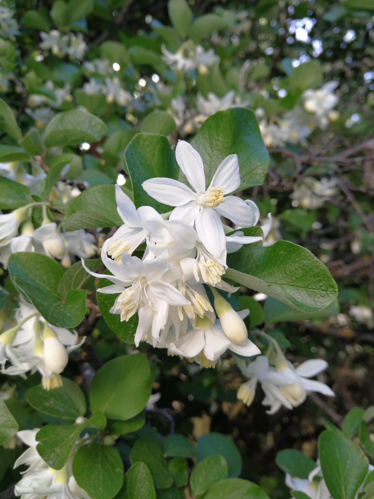 Styrax officinalis L.
