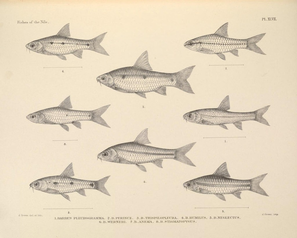 (Enteromius neglectus) - Marine Life Identification