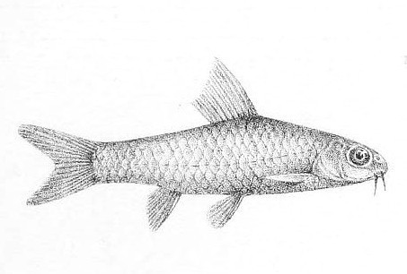 (Enteromius nigeriensis) - Marine Life Identification
