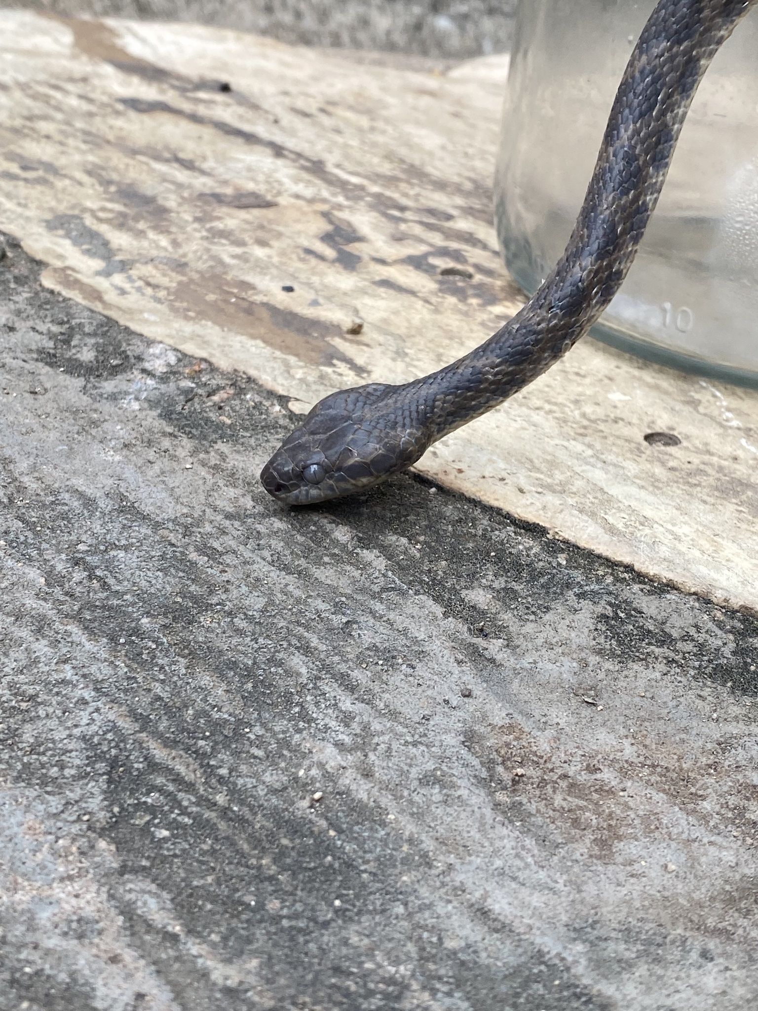 Leptodeira annulata (Linnaeus, 1758)