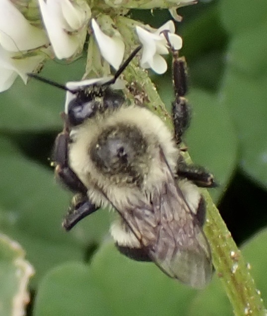 Common Eastern Bumble Bee from Crow Crossing Rd, Eupora, MS, US on ...