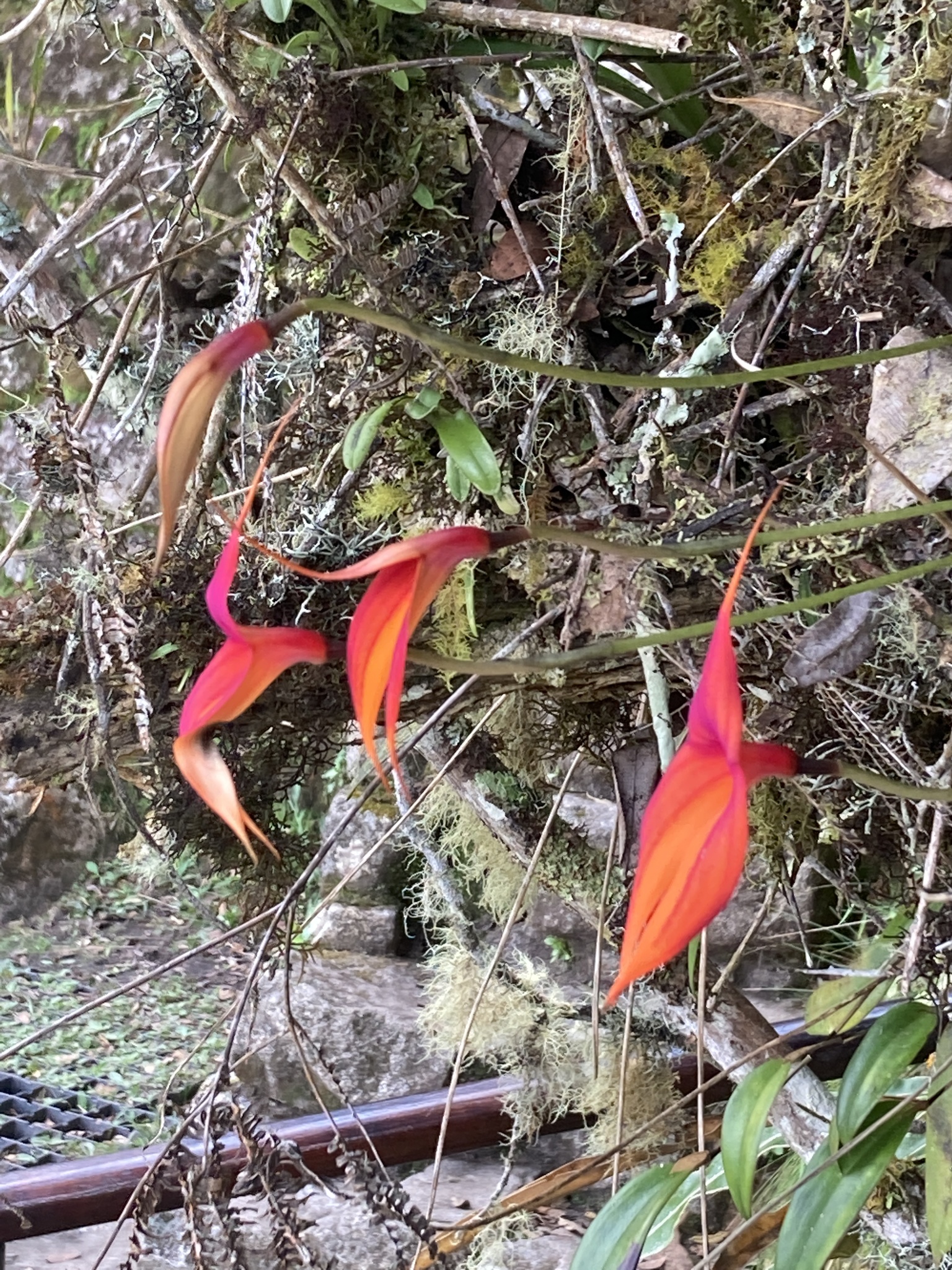 Masdevallia veitchiana Rchb.f.