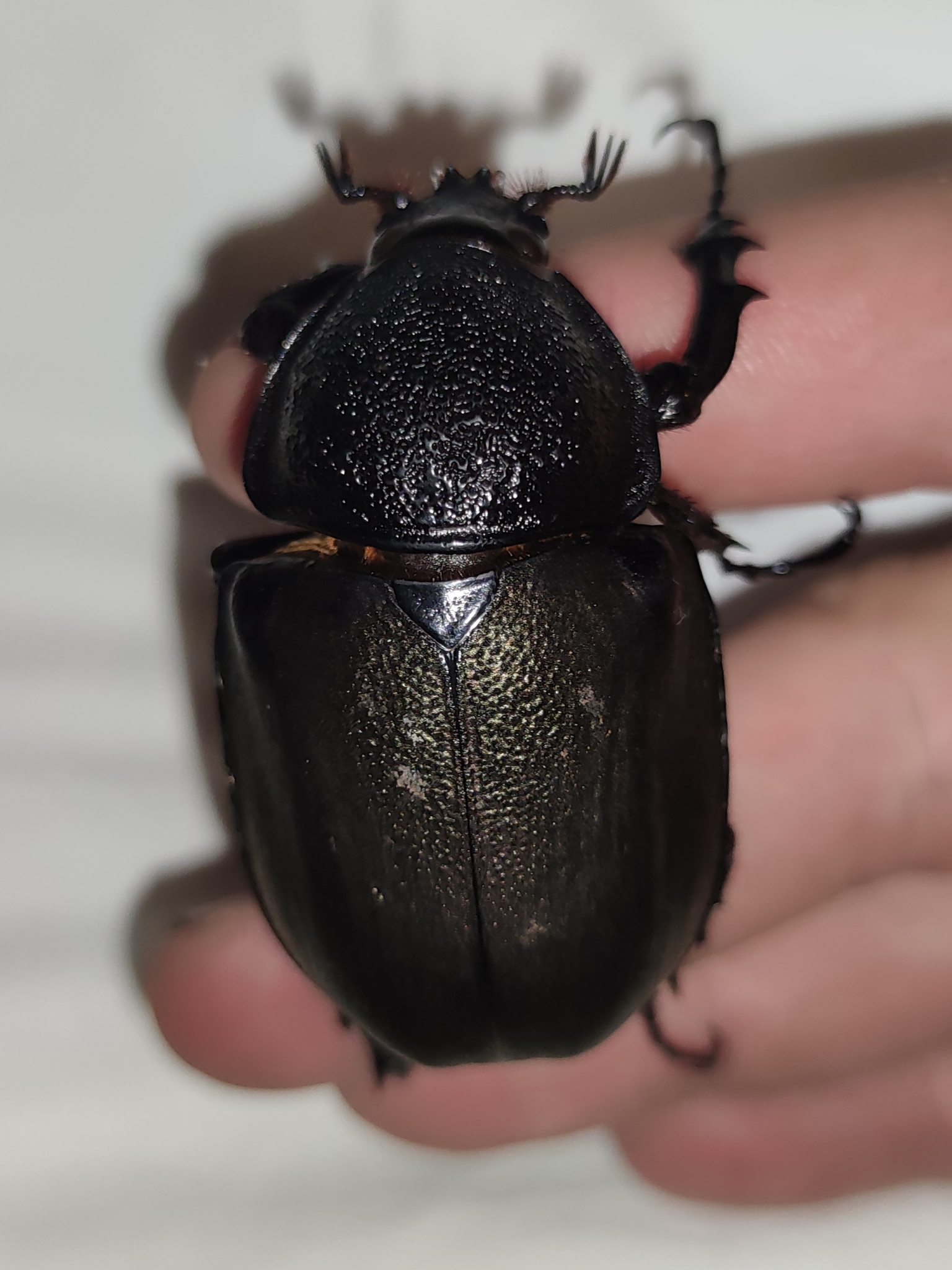 Chalcosoma atlas mantetsu Nagai, 2004