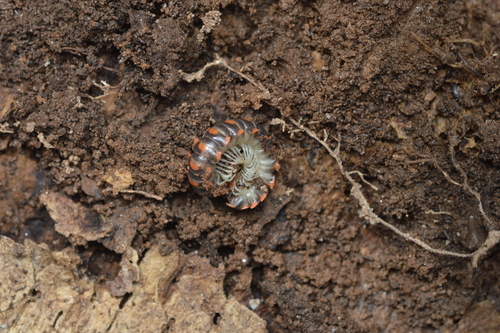 Euryurus amycus · iNaturalist