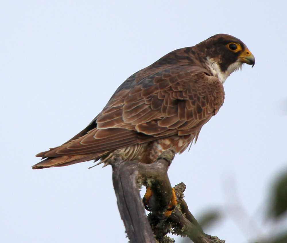 Barbary Falcon (Falco peregrinus pelegrinoides) - Avian Discovery