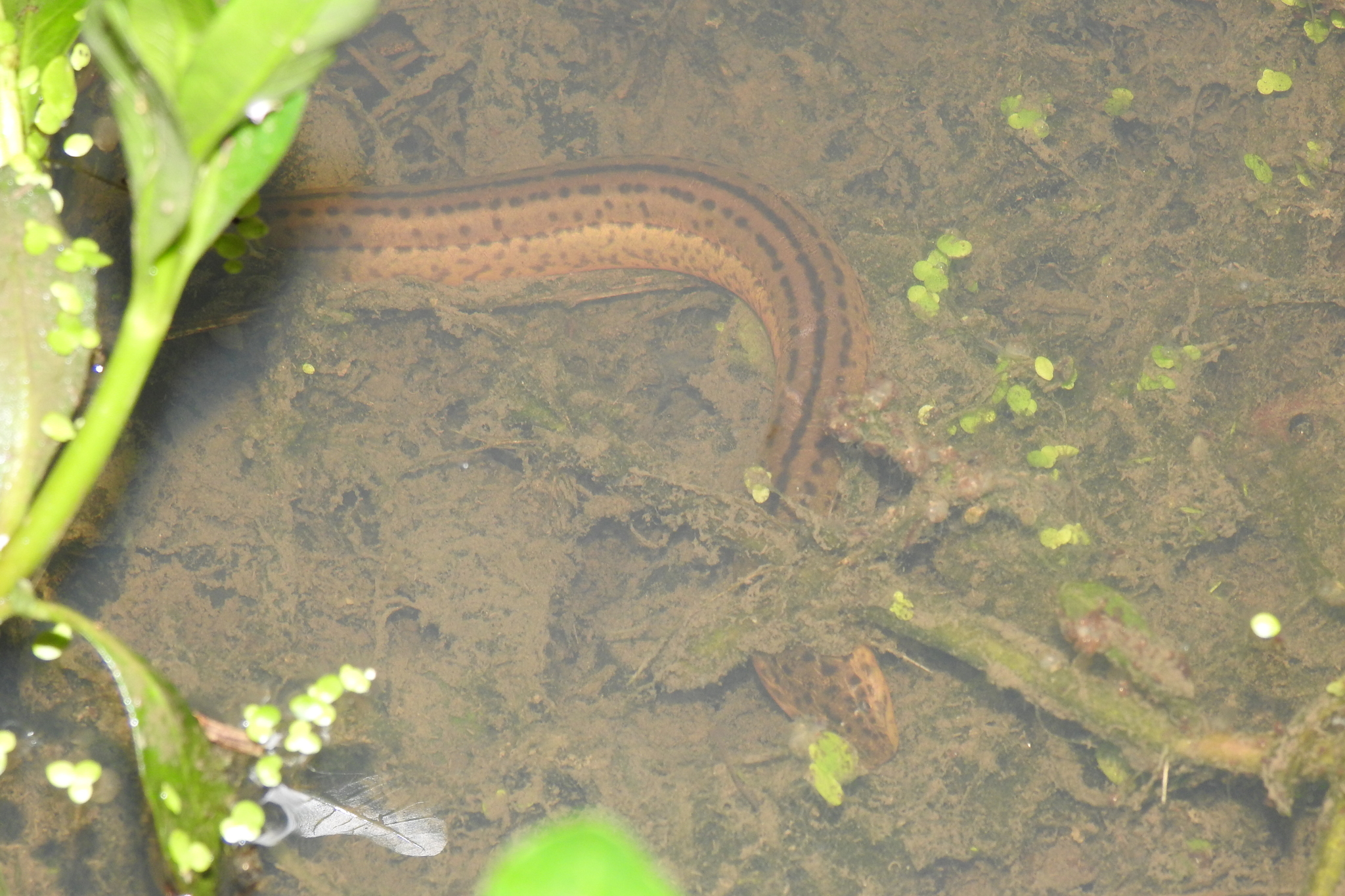 Monopterus albus (Zuiew, 1793)