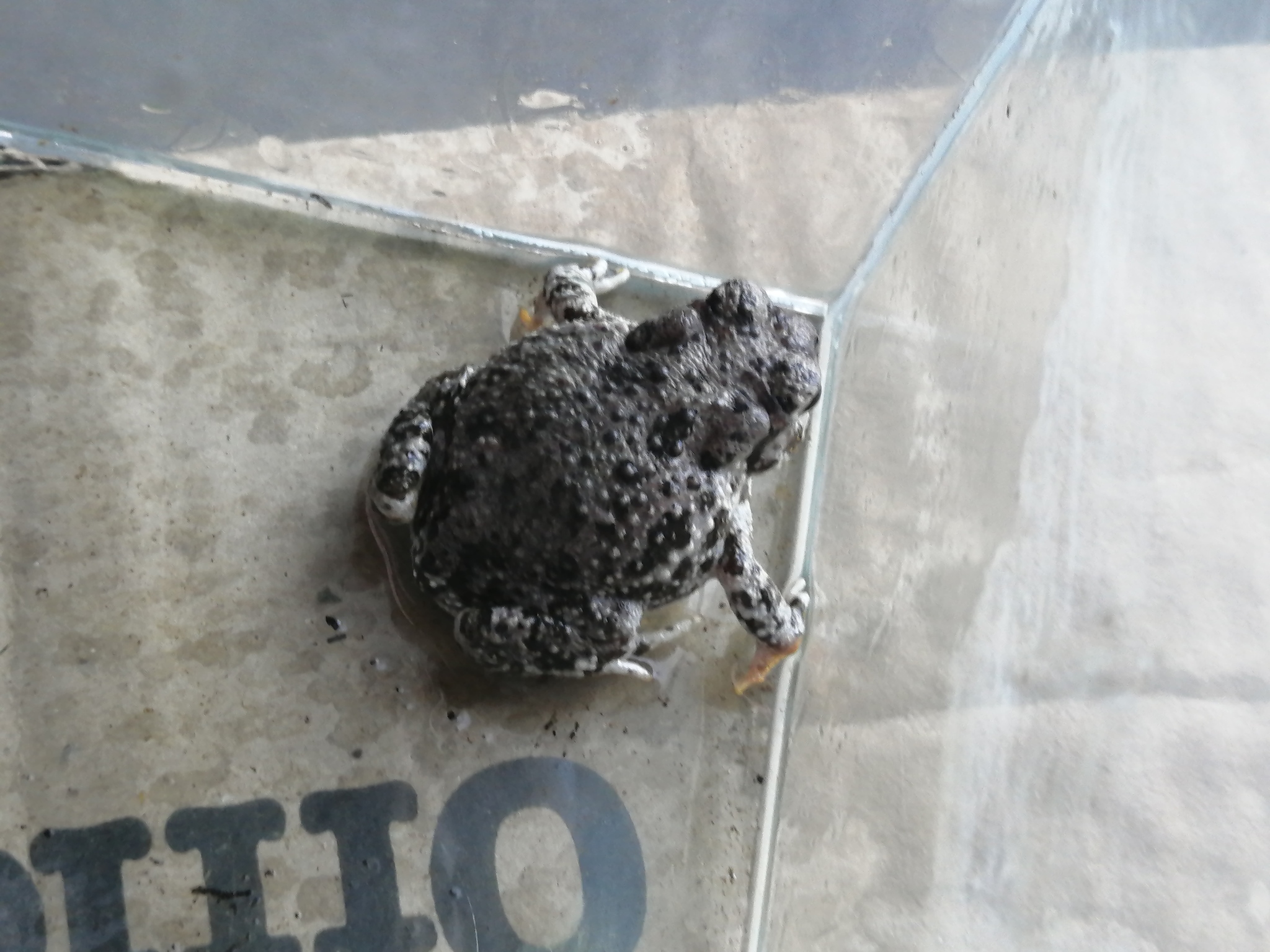 Anaxyrus compactilis (Wiegmann, 1833)