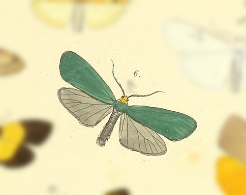 (Inopsis catoxantha)