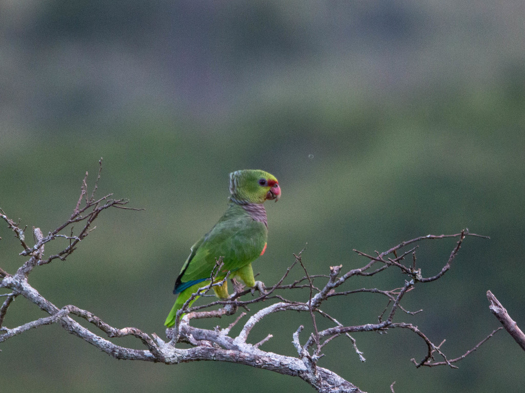 Vinaceous-breasted Parrot in April 2022 by pedrohenriquetunes · iNaturalist