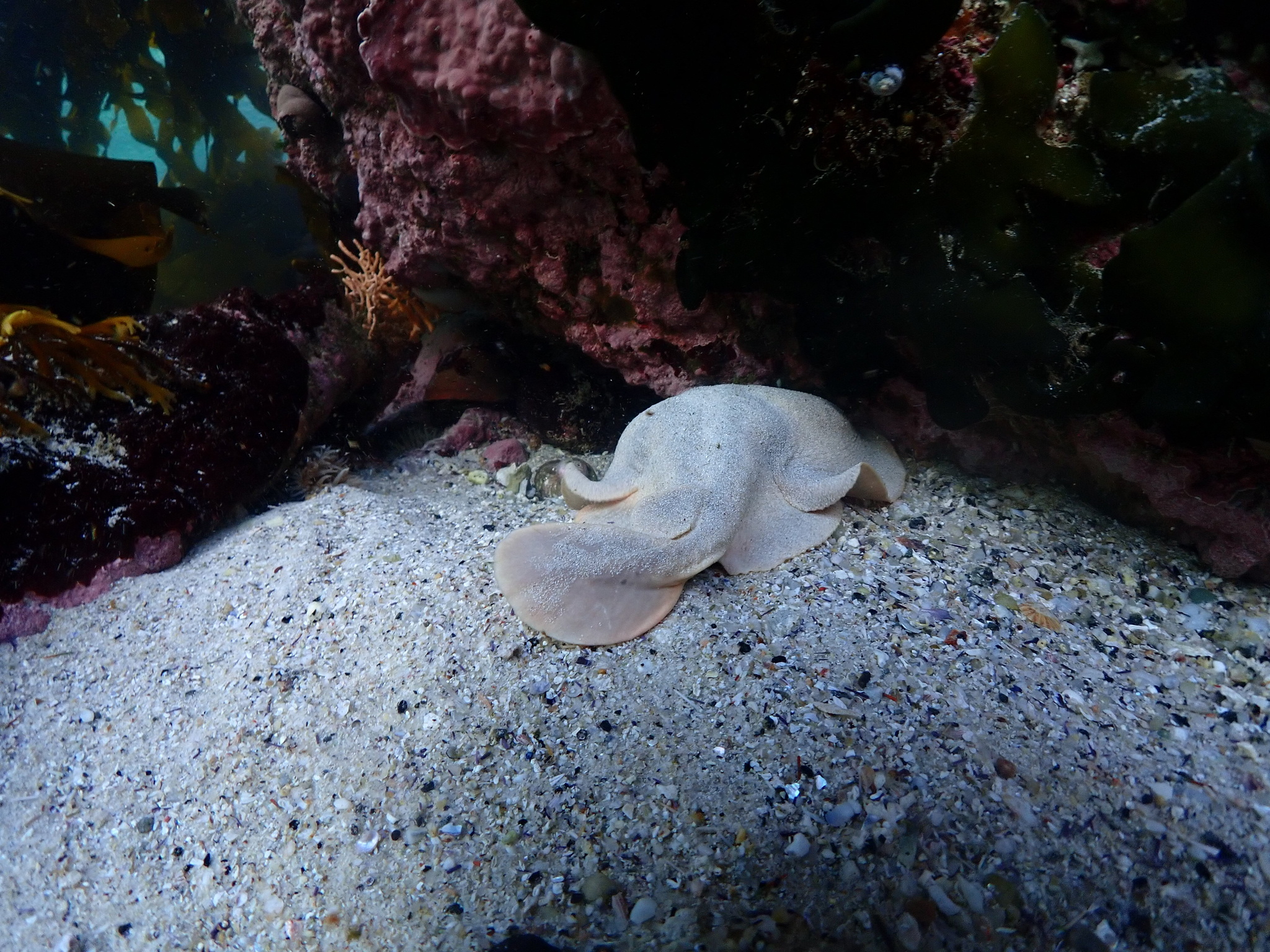 Narke capensis (Gmelin, 1789)