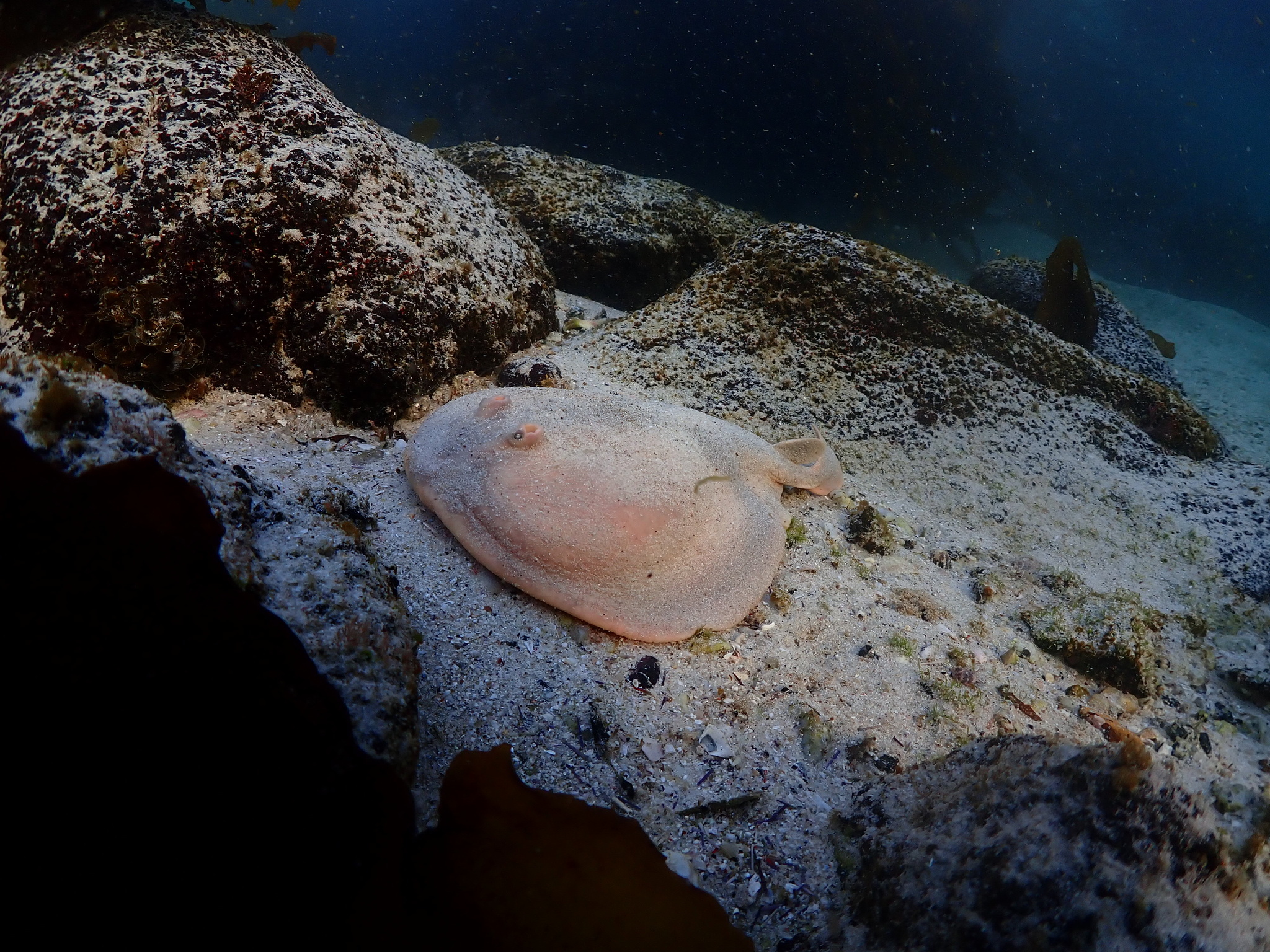 Narke capensis (Gmelin, 1789)